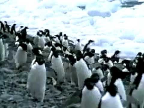 Penguins - World Book Video