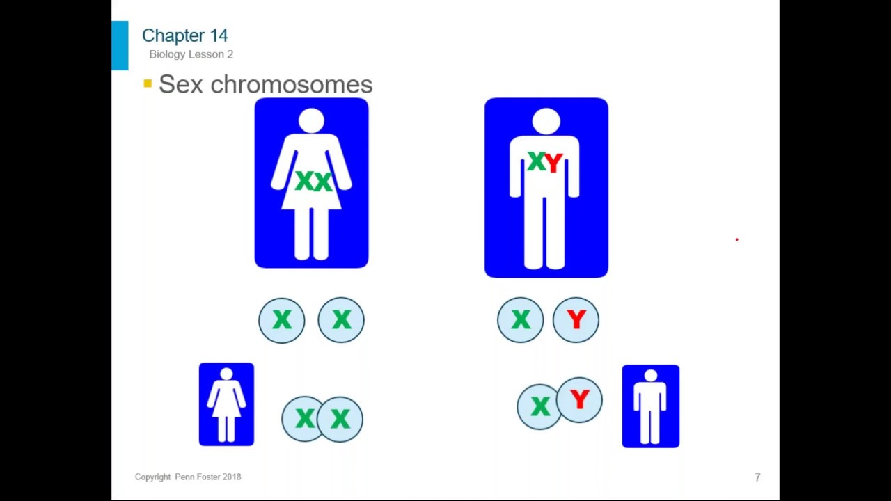 Biology Chapter 14