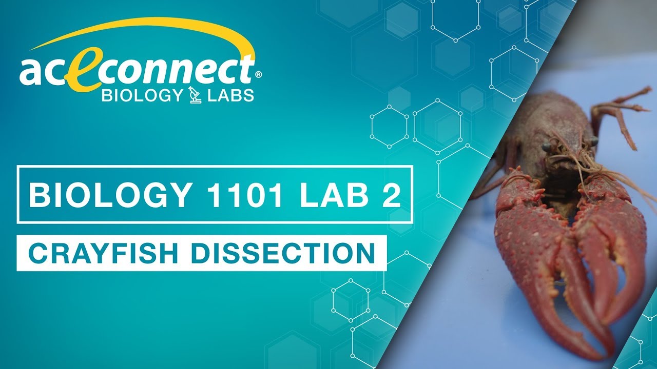 Biology 1101 Lab 2 || Crayfish Dissection