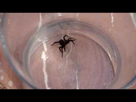 Spider