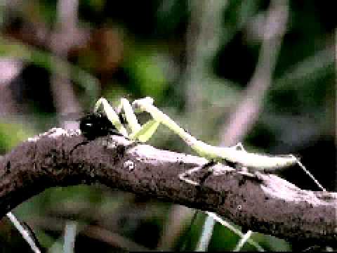 Last prayer to the Mantis, Rate My Science