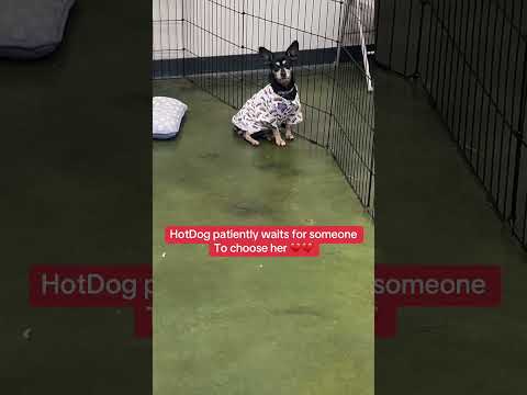 Puppy Adoption Leaves One So Sad Makes You Want To Cry The Look On Her Face Puppy Eyes !
