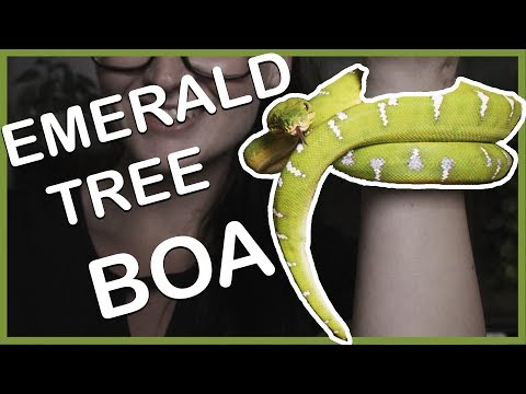 THE EMERALD TREE BOA (a living piece of art)