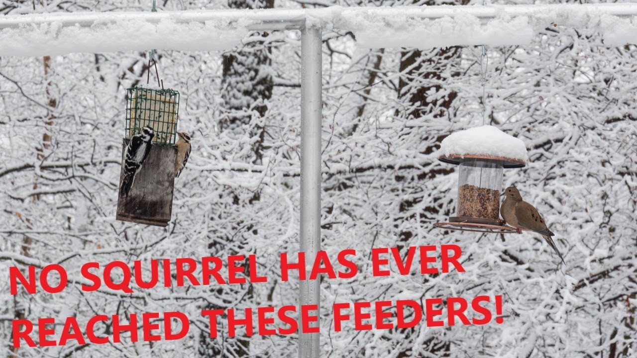 Electronic Squirrel Defense 2.0 - How to keep squirrels out of your bird feeders!