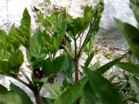 Belladonna Deadly Nightshade Devil's Cherries