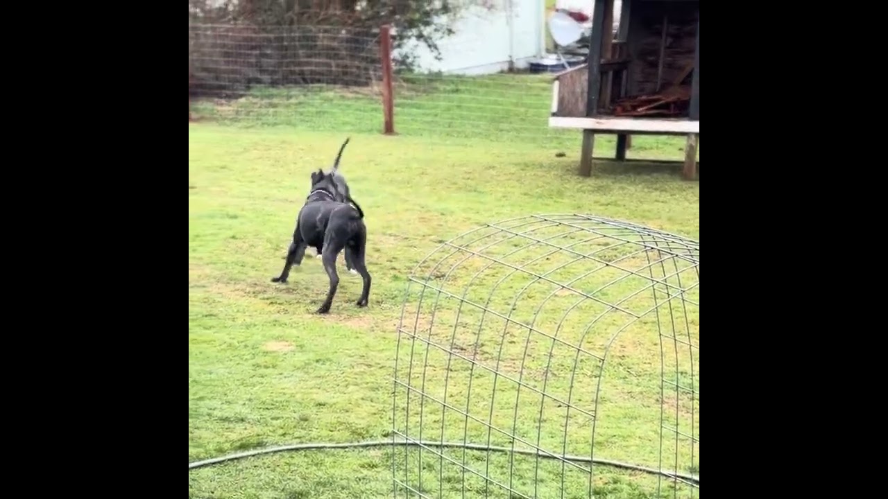 Great dane mating dance. #greatdanelove #greatdanes #greatdane