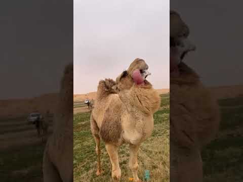 Mentioning the camel allah!