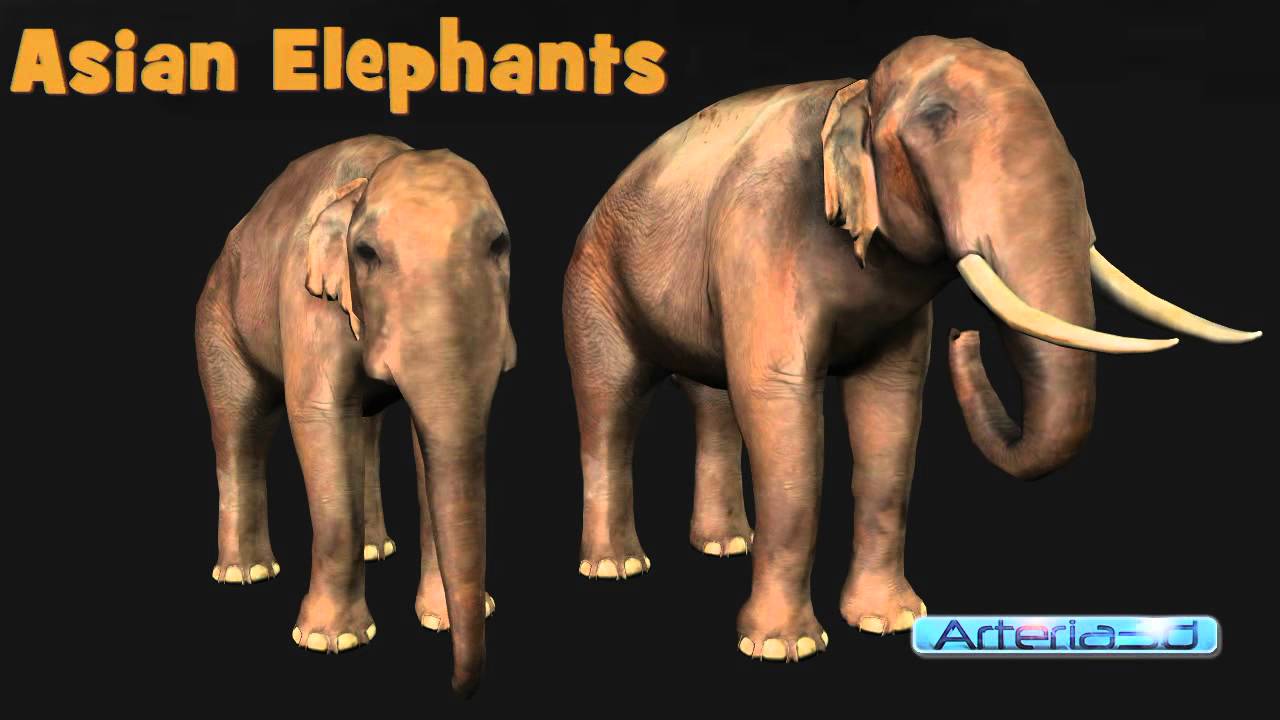 A Demonstration of Arteria3D's Asian Elephants, Ported to iClone by Bigboss ...