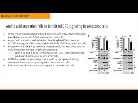 Persistent mTORC1 signaling defects in cell senescence