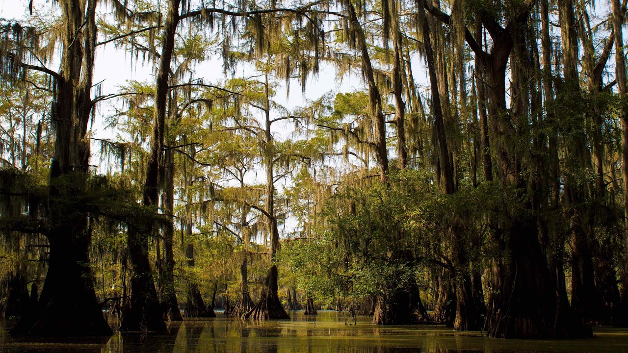 Paddling Caddo Lake - the World’s Largest Cypress Forest ~ TX/LA