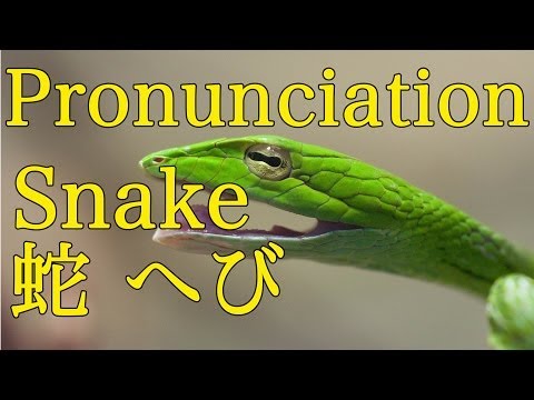 How to pronounce Snake in Japanese 蛇 へび pronunciation Japan
