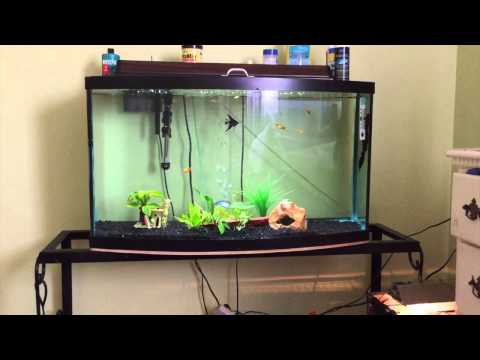 How To Take Care of AngelFish and what size tank you need