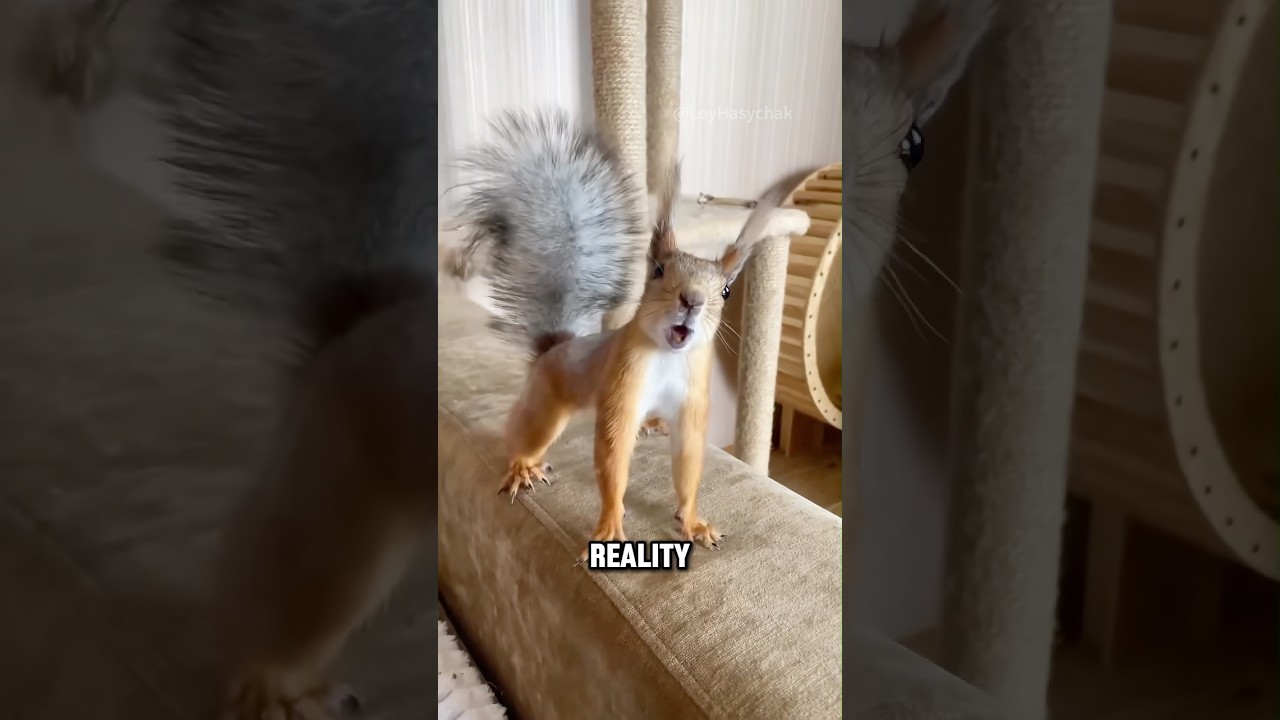 The Truth About Squirrels #animals #cute #shorts