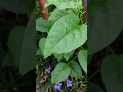 Malabar Spinach#Basella alba#shorts