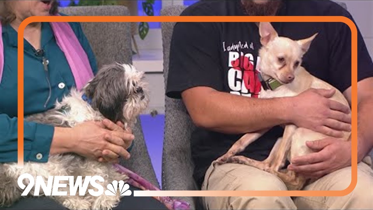 Gizmo and Cotton are sweet pups looking for a forever home