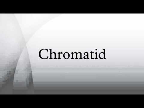 Chromatid