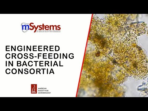 Engineered Multispecies Consortia