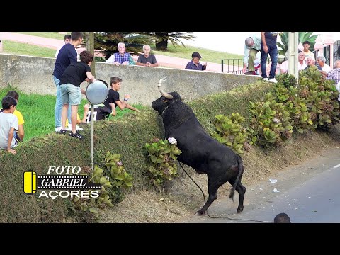 Tourada- Ponta Nova Feteira -R.B. 9- 10- 2022