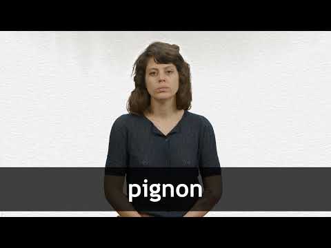 English Translation of “PIGNON” | Collins French-English Dictionary