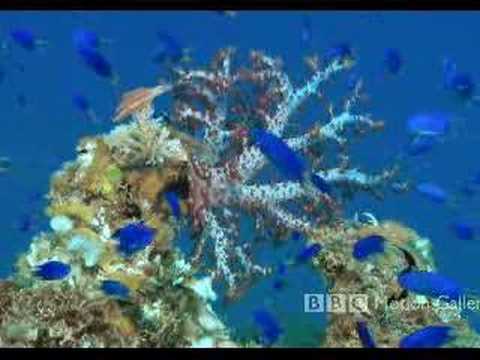 HD cuts from "BBC HD in full bloom"
