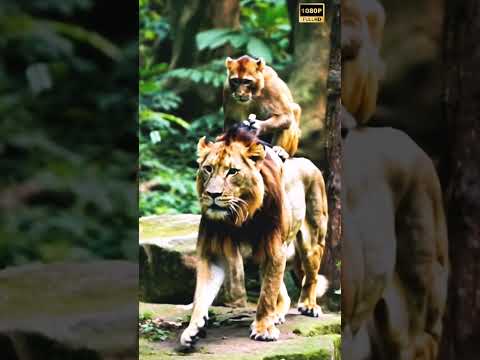 This Monkey Rode a Lion... and the Lion Didn't Care!