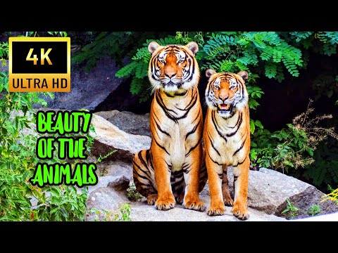 Animals 4K | Beauty of the Animals | 4K/1080P/720P | 4K World 2.0