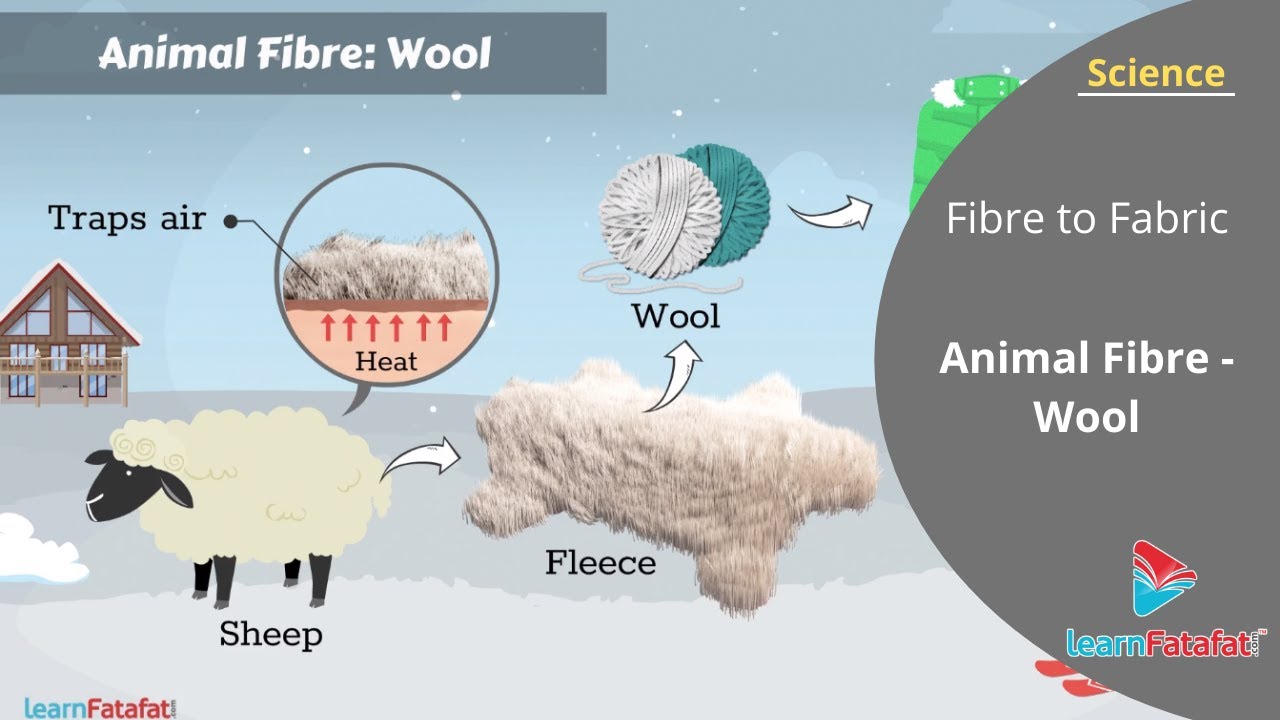 Fibre to Fabric Class 7 Science Chapter 3 - Animal Fibre - Wool
