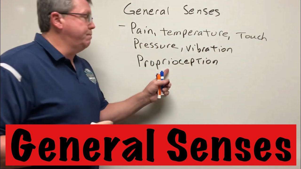 General Senses