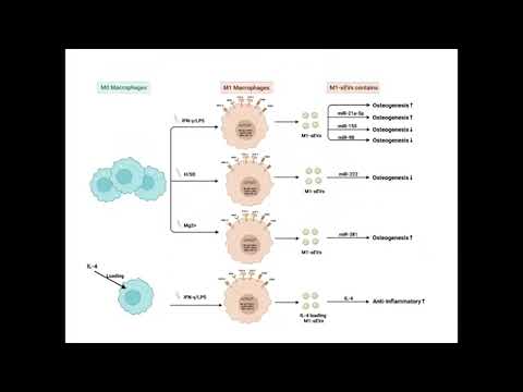 Macrophage-derived small extracellular vesicles - Video abstract [ID 403192]