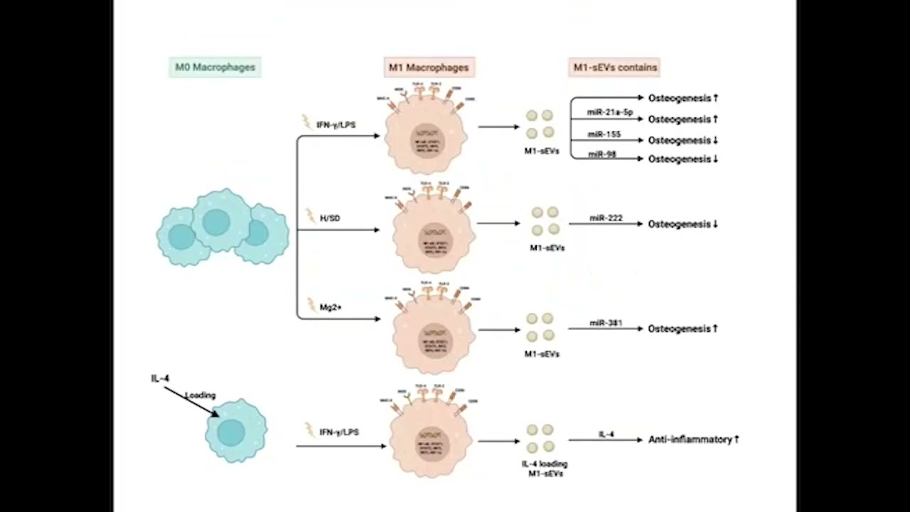 Macrophage-derived small extracellular vesicles - Video abstract [ID 403192]