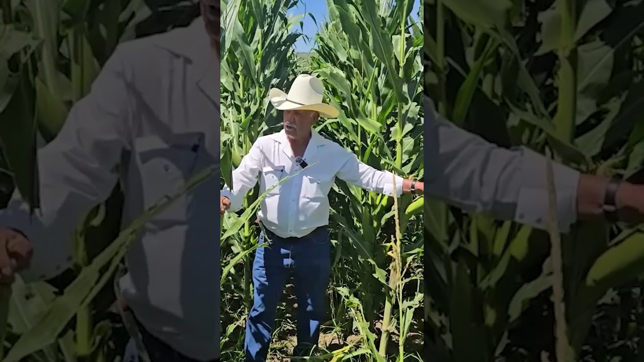 Este maíz lo cosechamos con una trilladora, aquí ya no se usa la pizca ni el tazole. #maíz #siembra