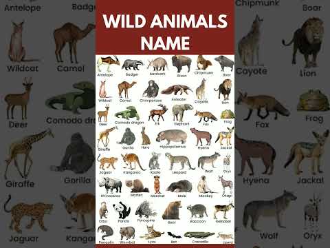 Learn Wild Animals Name and animals video| Learn Wild Animals Name in English #wildanimals