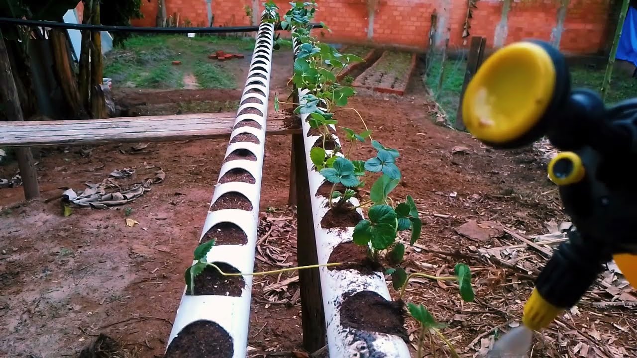 Como plantar morango em cano de pvc, rápido e fácil!