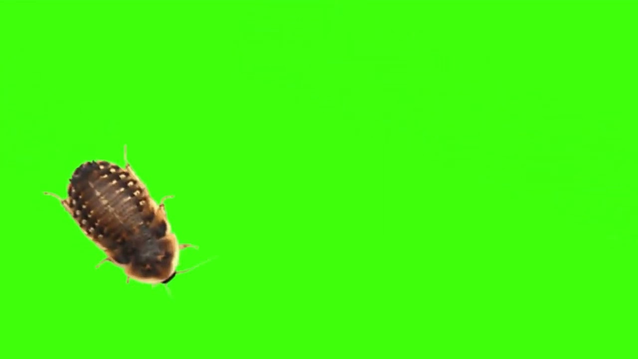 Bed Bugs On Green Screen  | Chroma Key