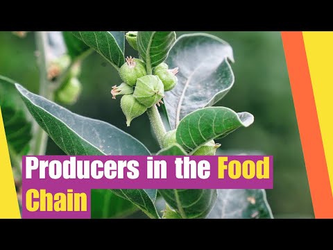 Producers in the Food Chain for Kids | What are the characteristics of producers? | Photosynthesis