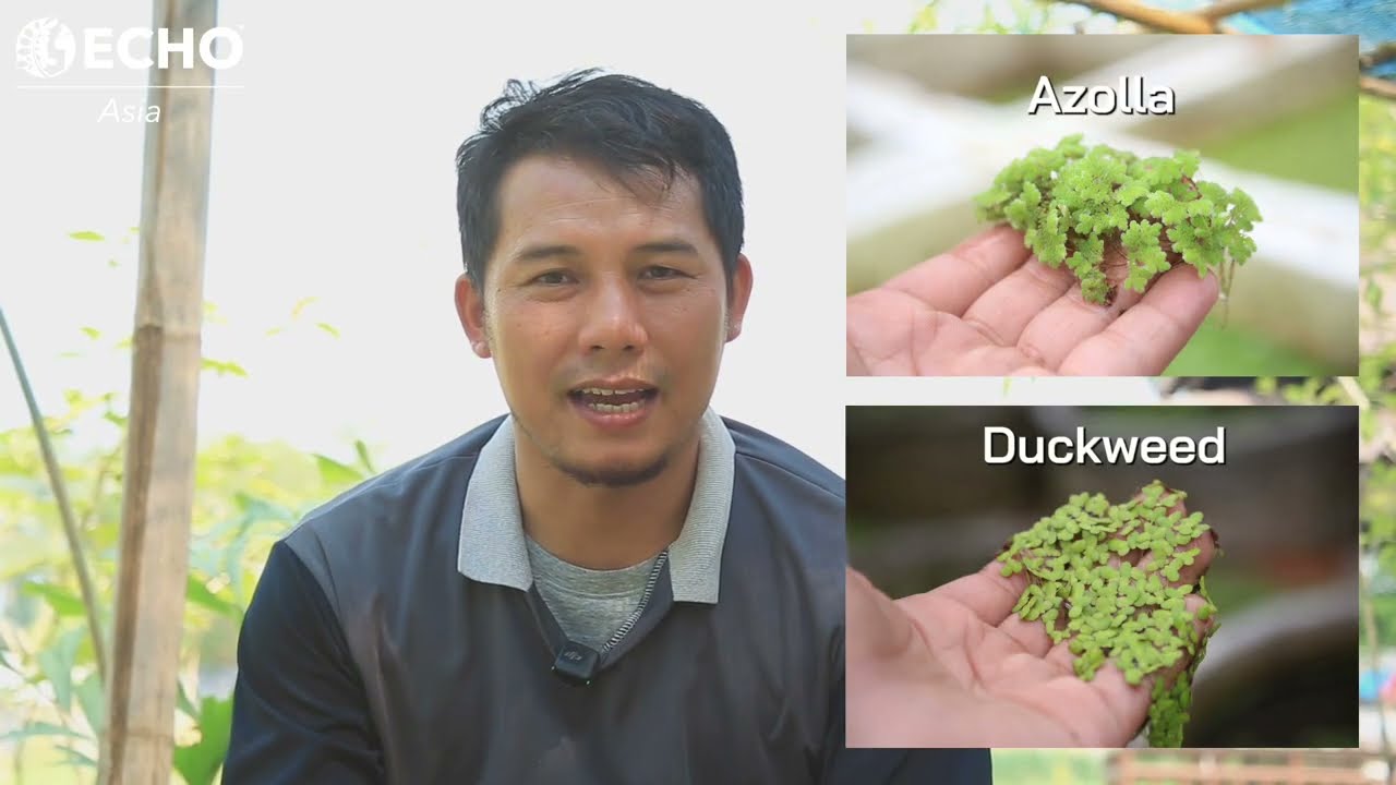 Growing Azolla and Duckweed for animal feed
