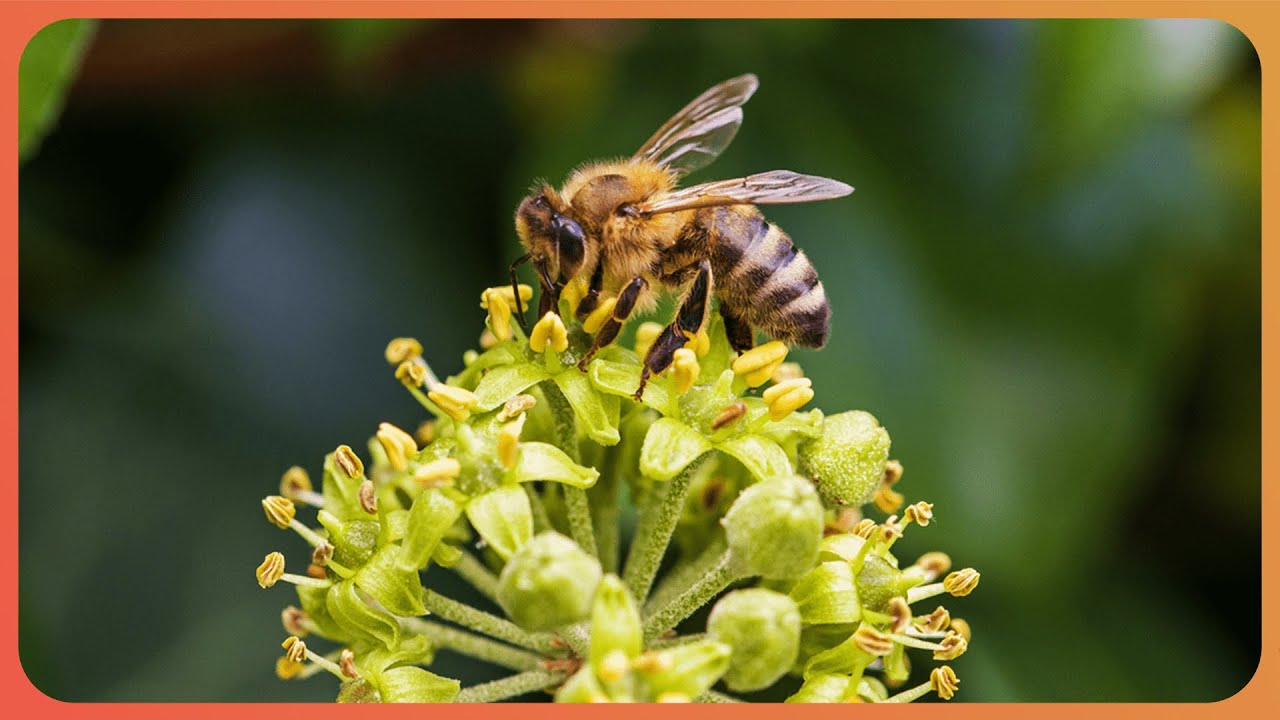 Ants, Termites and Bees: Nature's Engineers (4K Documentary)