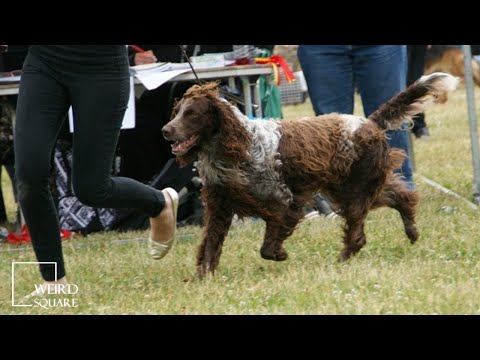 The Epagneul Pont Audemer is a diligent breed and is typically easy to train and is fun loving