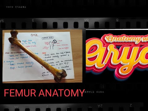 FEMUR BONE / ANATOMY / PART 1 / LOWER LIMB
