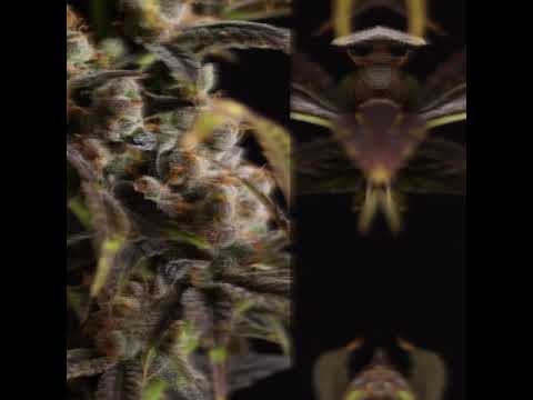 Sweet Mary Jane