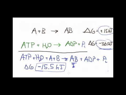 Coupled Reactions — Overview & Importance - Expii