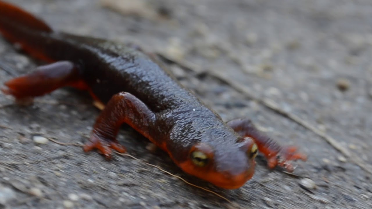SCICON Salamanders Lesson - Video 1