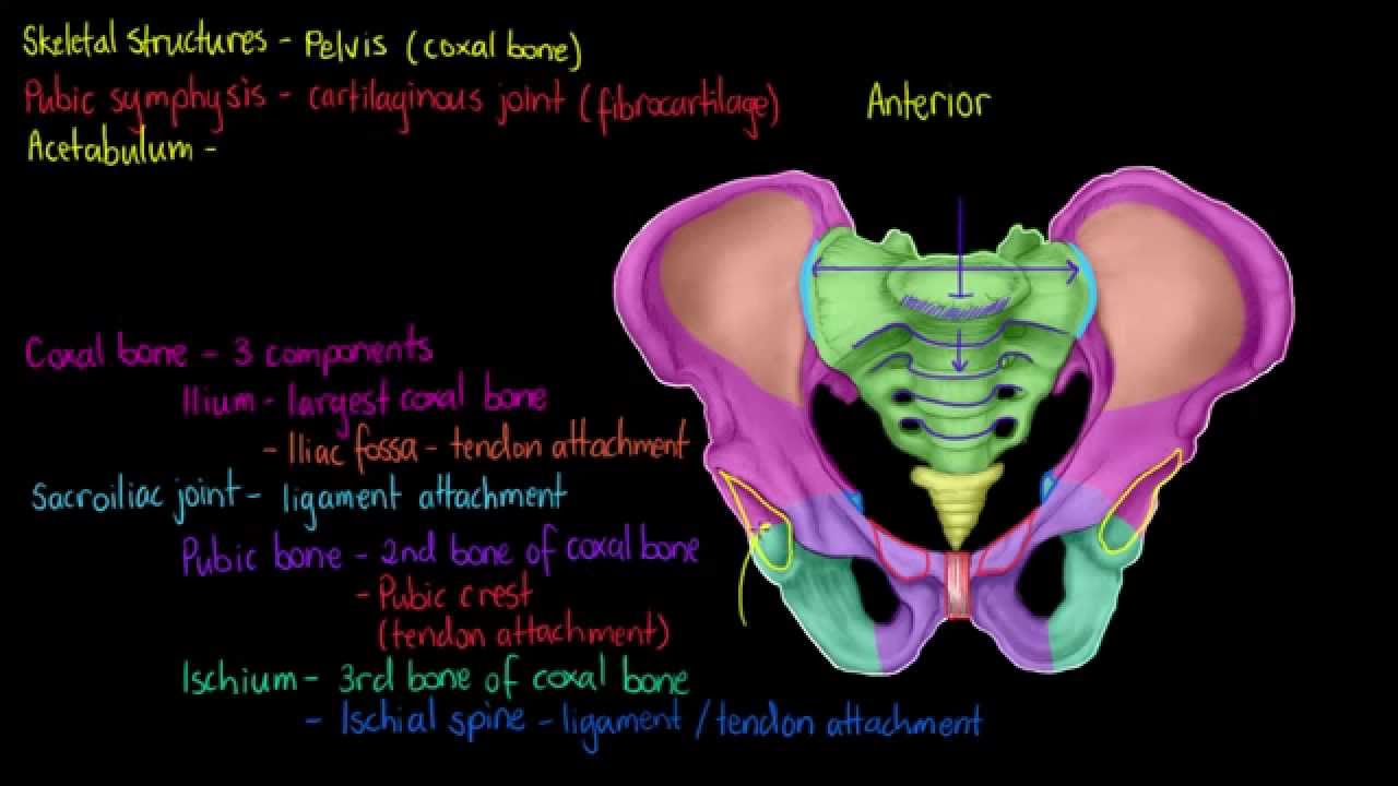 Skeletal Structures- The Pelvis