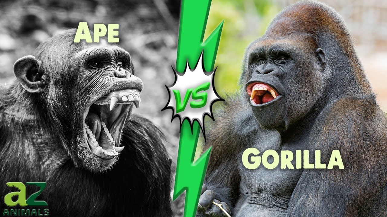 Ape VS Gorilla: The Main Differences You Should Know About