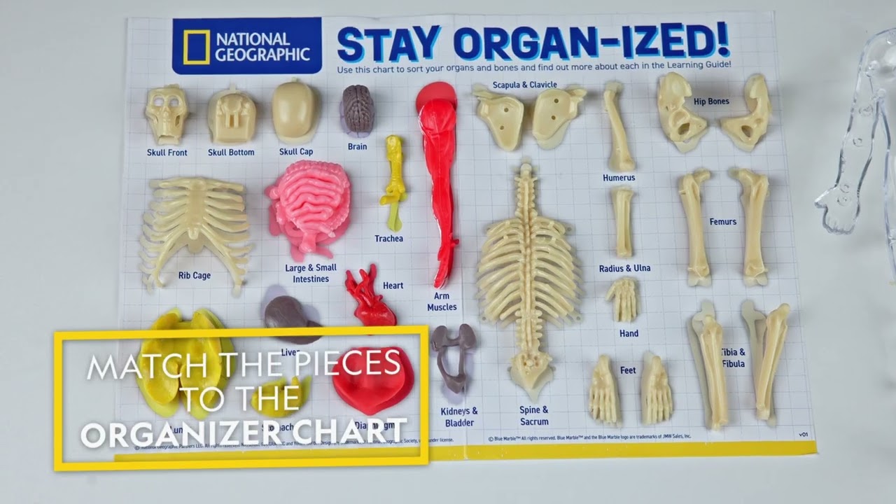 NATIONAL GEOGRAPHIC Glow-in-the-Dark Human Body Kit