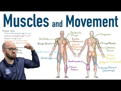 Muscular System – Videos and Resources – Siebert Science