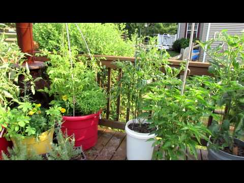 TRG 2012: Identifying & Treating Blossom End Rot in Large Container Tomatoes