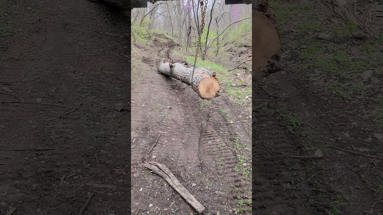 Cat 259d pulling huge log