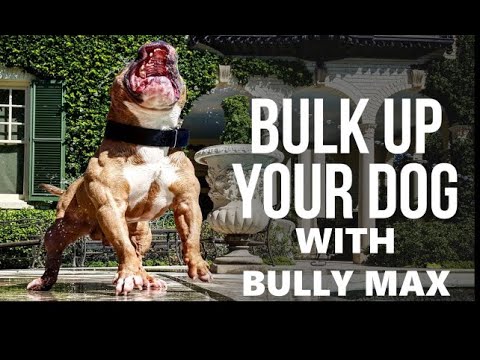 Bulk Up Your Dog With Bully Max