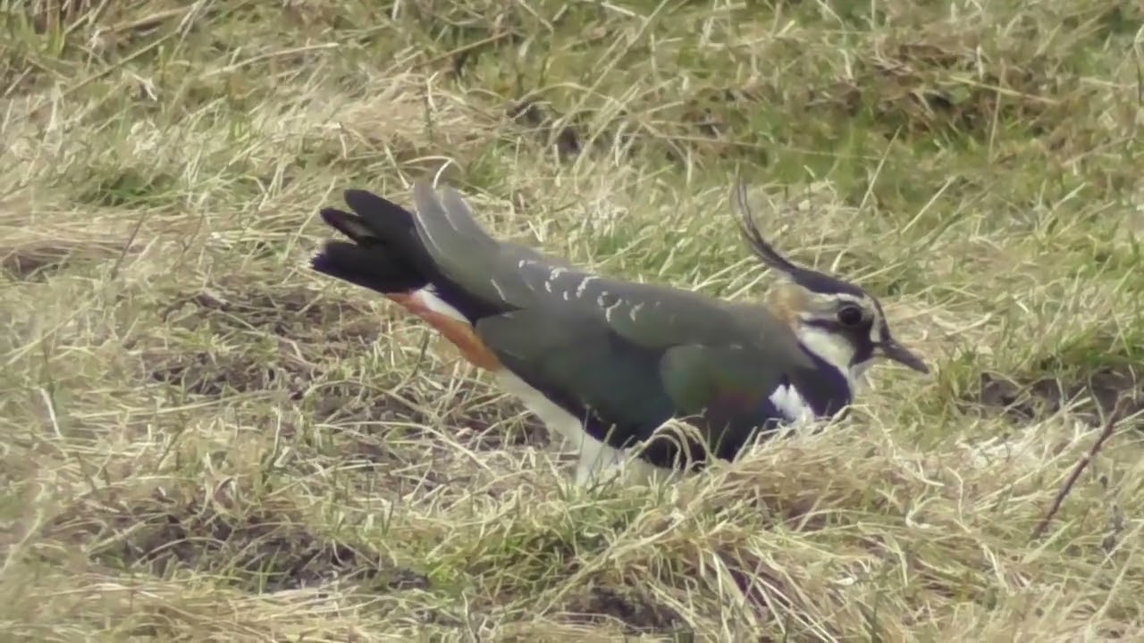 The Northern Lapwing. Breeding Habits/Ground Courtship Display